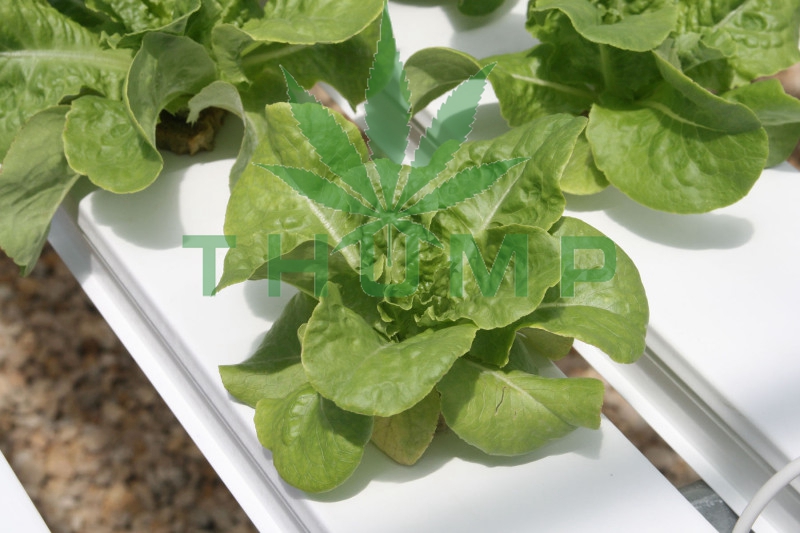 Commercial Rectangular Nft Channels Growing System - Thump Supplier