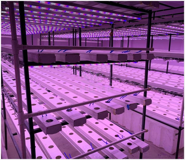 Commercial Rectangular Nft Channels Growing System - Thump Supplier