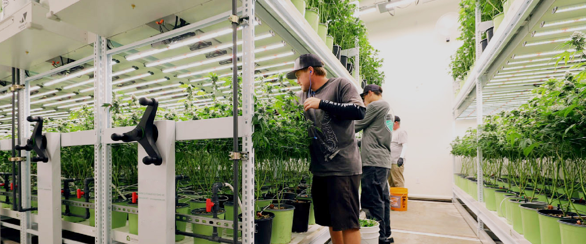 Thump_Cannabis Grow supplier|Cannabis Grow Equipment