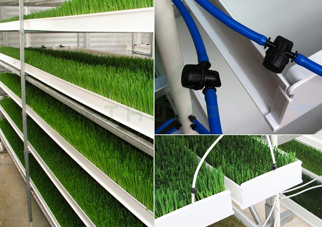 Hydroponic Microgreen Trays Sprouting Barley Fodder Growing Systems - Thump