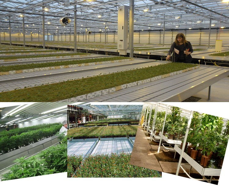 Vertical Farming Rack Hydroponic Flood Table Rolling Benches - Thump