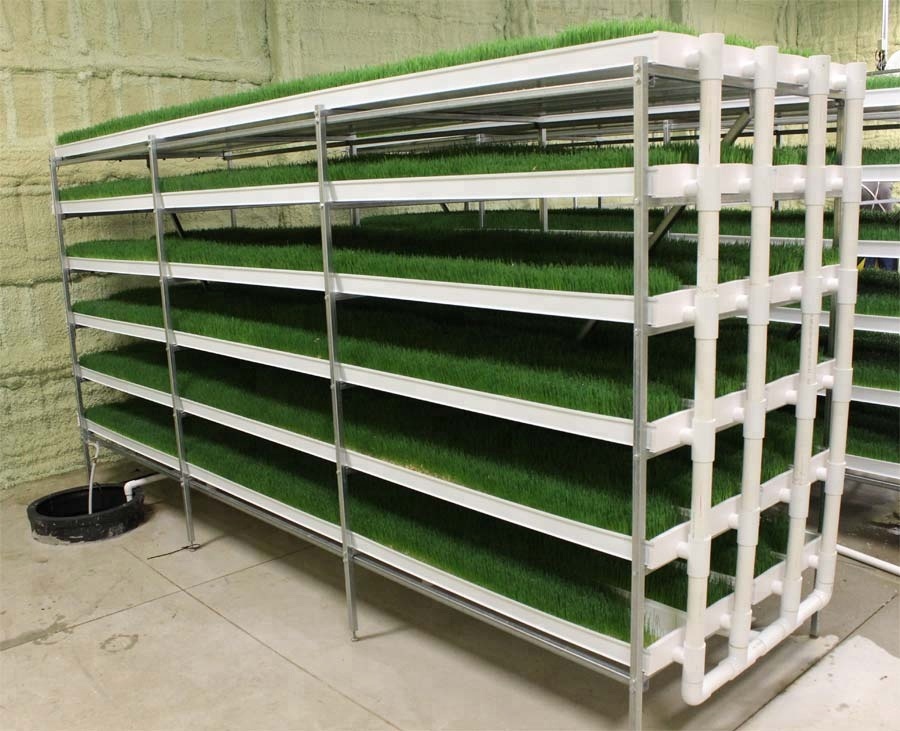 Hydroponic microgreen trays sprouting barley fodder growing systems